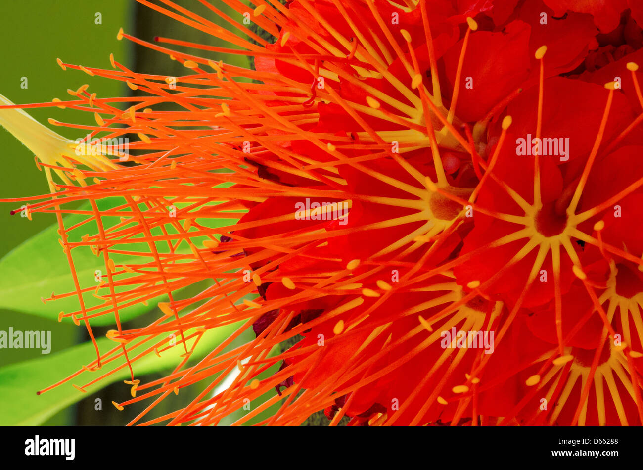 Brownea flower brownea macrophylla hi-res stock photography and images ...