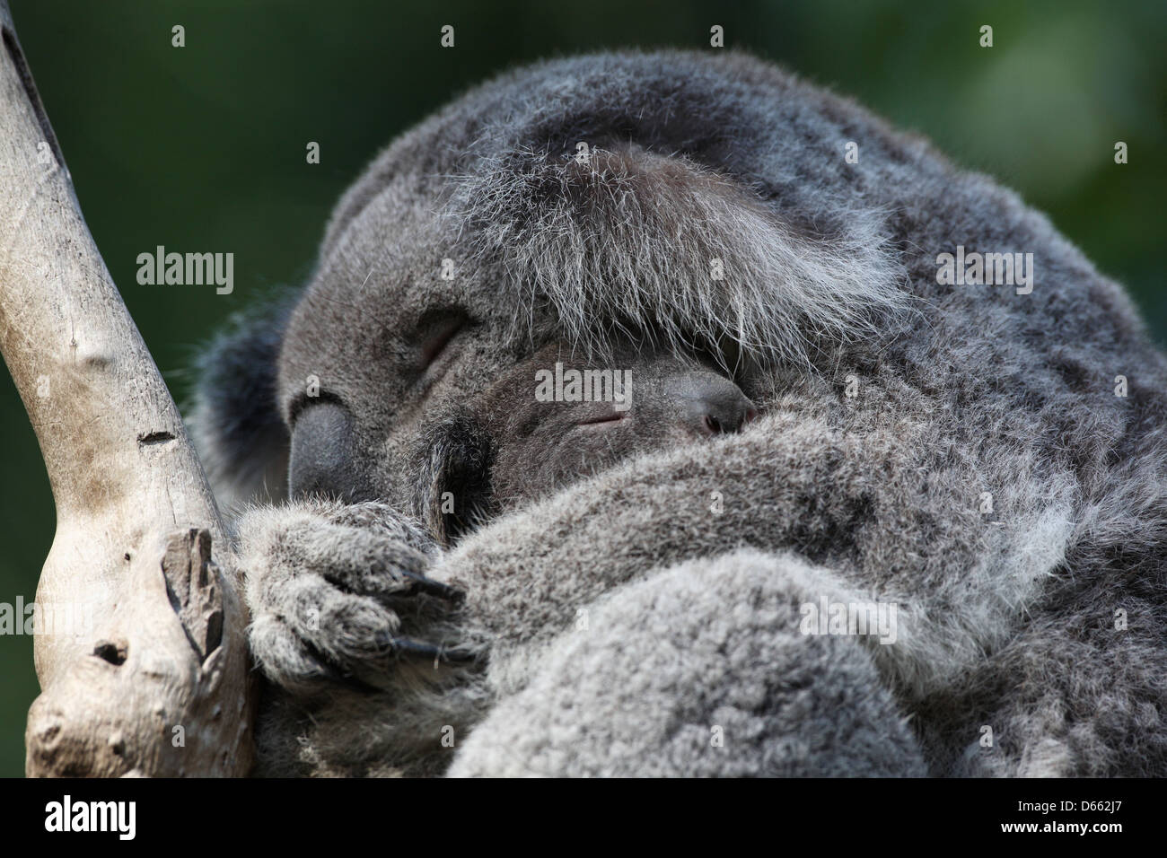 Koala pouch hi-res stock photography and images - Alamy