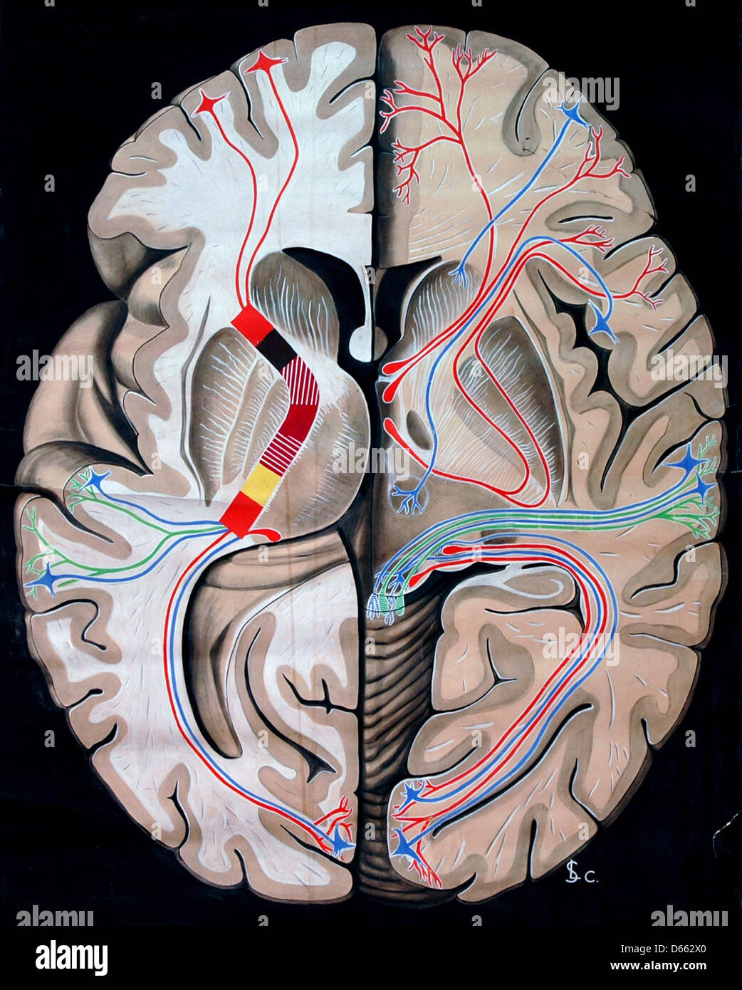 A detailed anatomical drawing of the central nervous system from circa ...