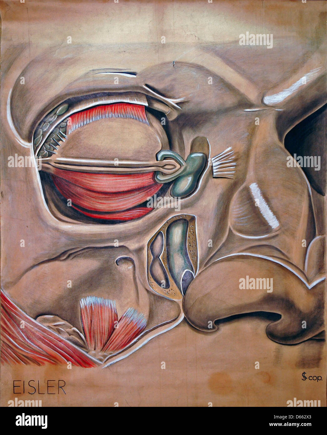 Vintage eye anatomy hi-res stock photography and images - Alamy