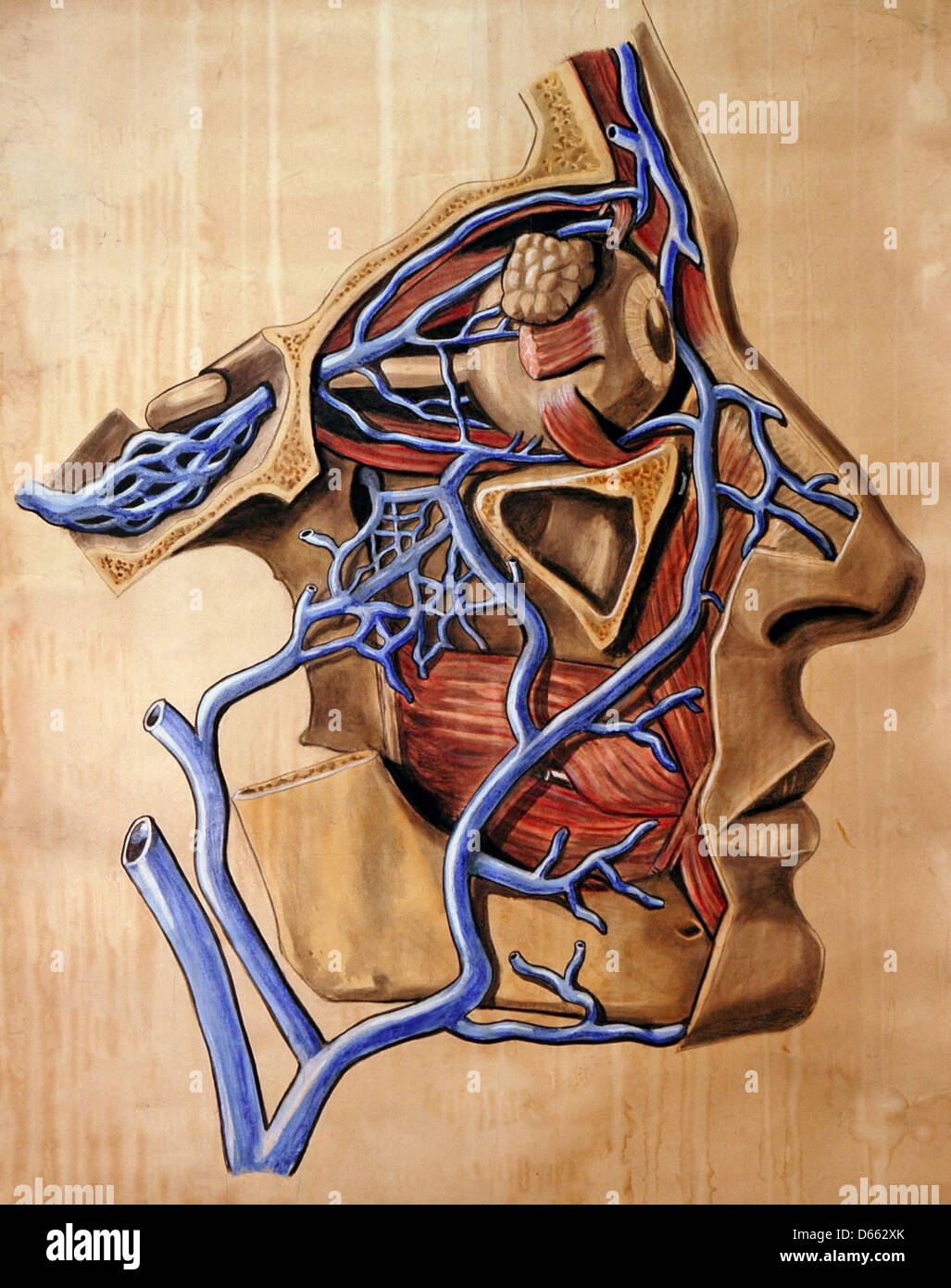 A circa 1900 anatomical illustration showing the blood vessels of the ...