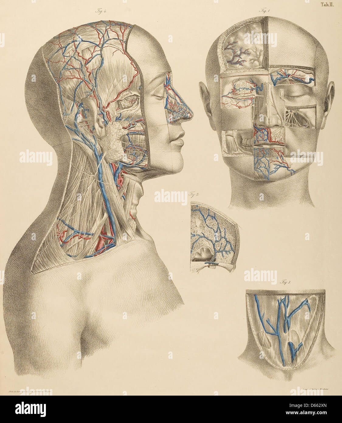 This 1846 illustration from Anton Nuhn's 'Surgical-Anatomical Tables ...