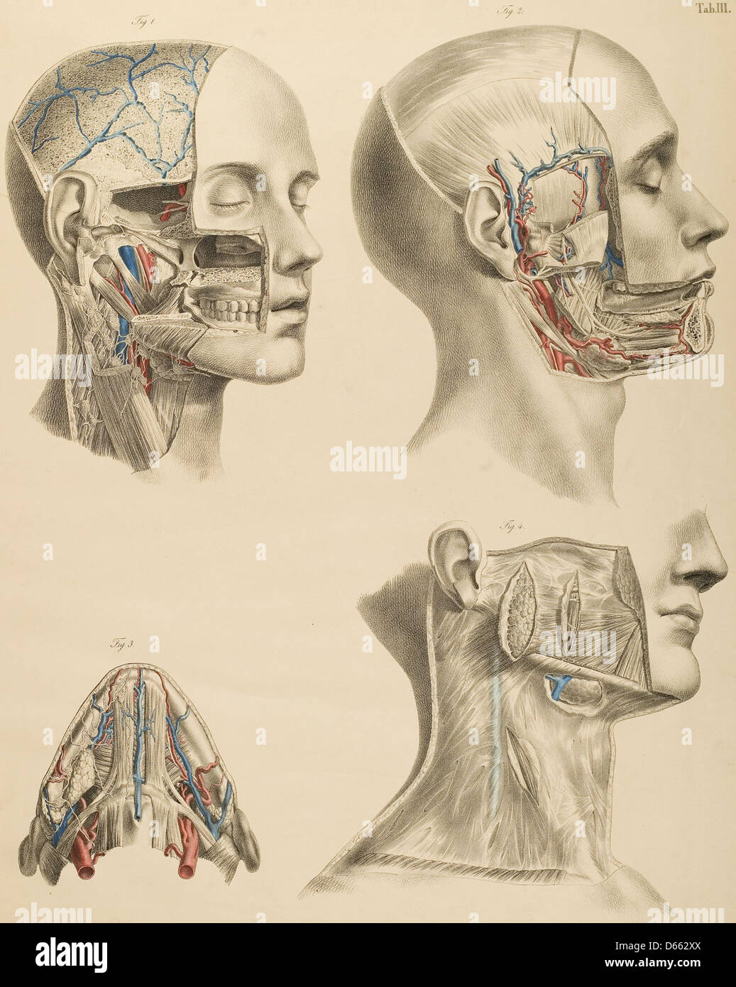 An anatomical illustration from Anton Nuhn’s 'Surgical-Anatomical ...