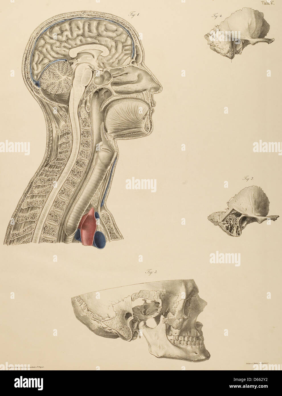 An anatomical illustration from Anton Nuhn's 1846 'Surgical-Anatomical ...