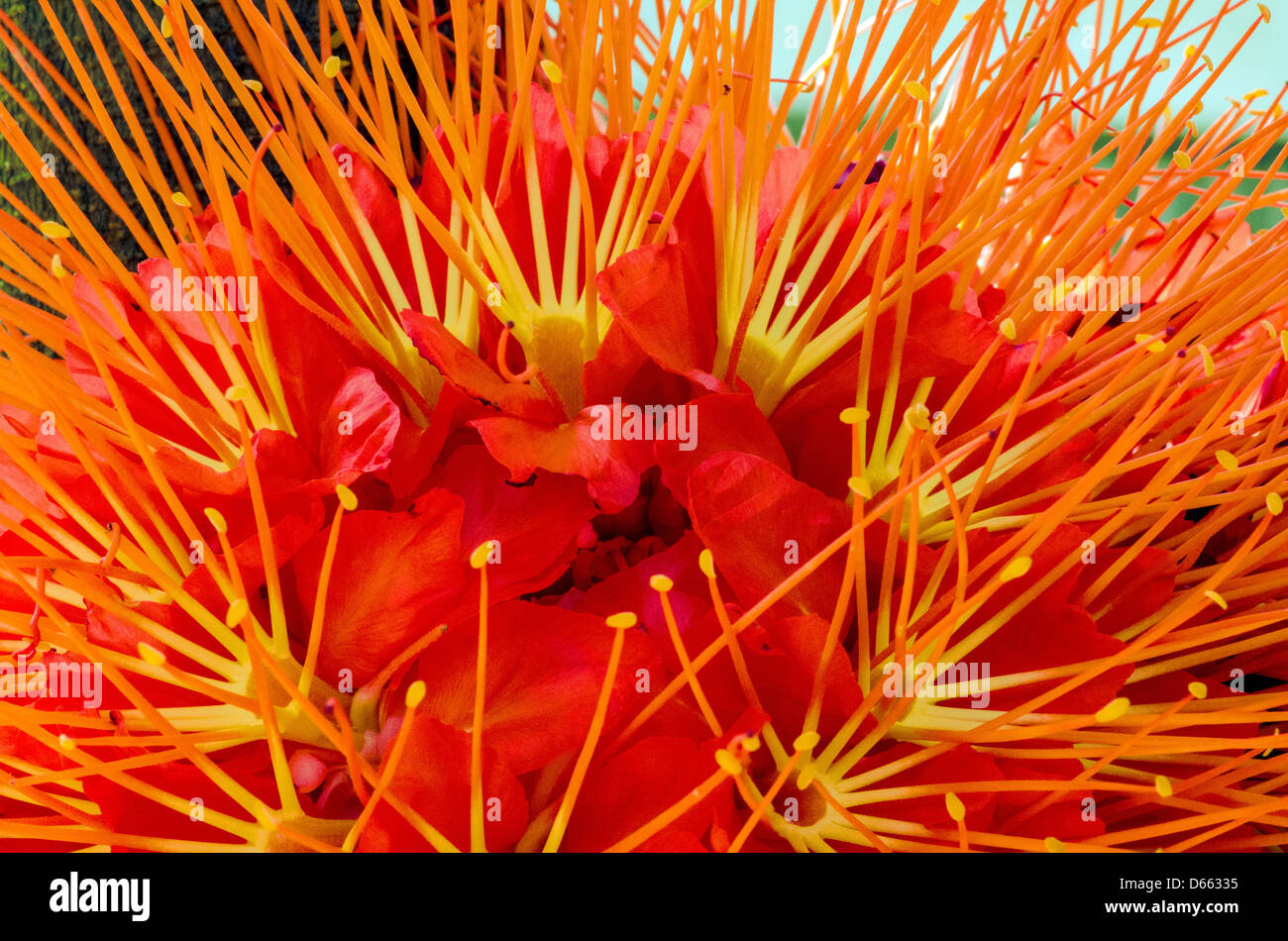 Brownea flower brownea macrophylla hi-res stock photography and images ...