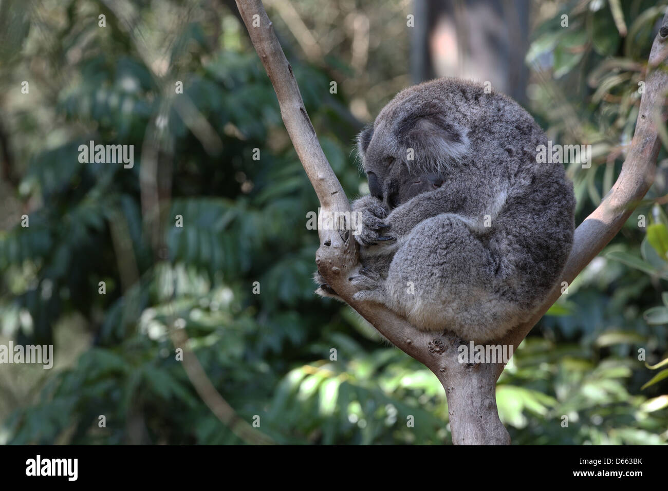 Koala pouch hi-res stock photography and images - Alamy