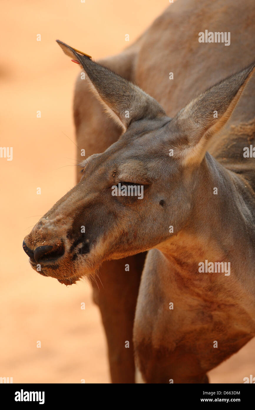 Kangaroo mobs hi-res stock photography and images - Alamy