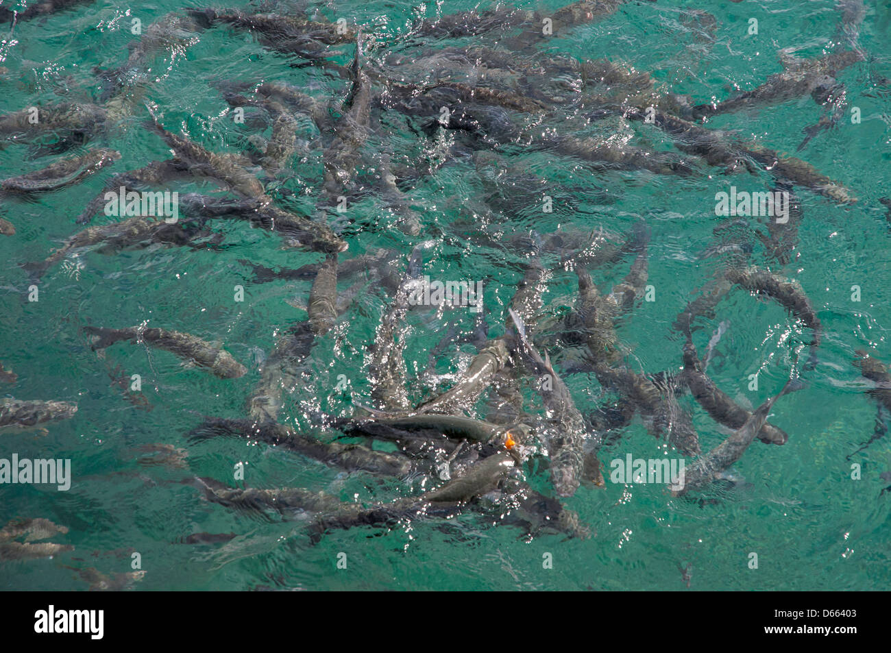 fish in the sea eating bread together Stock Photo - Alamy