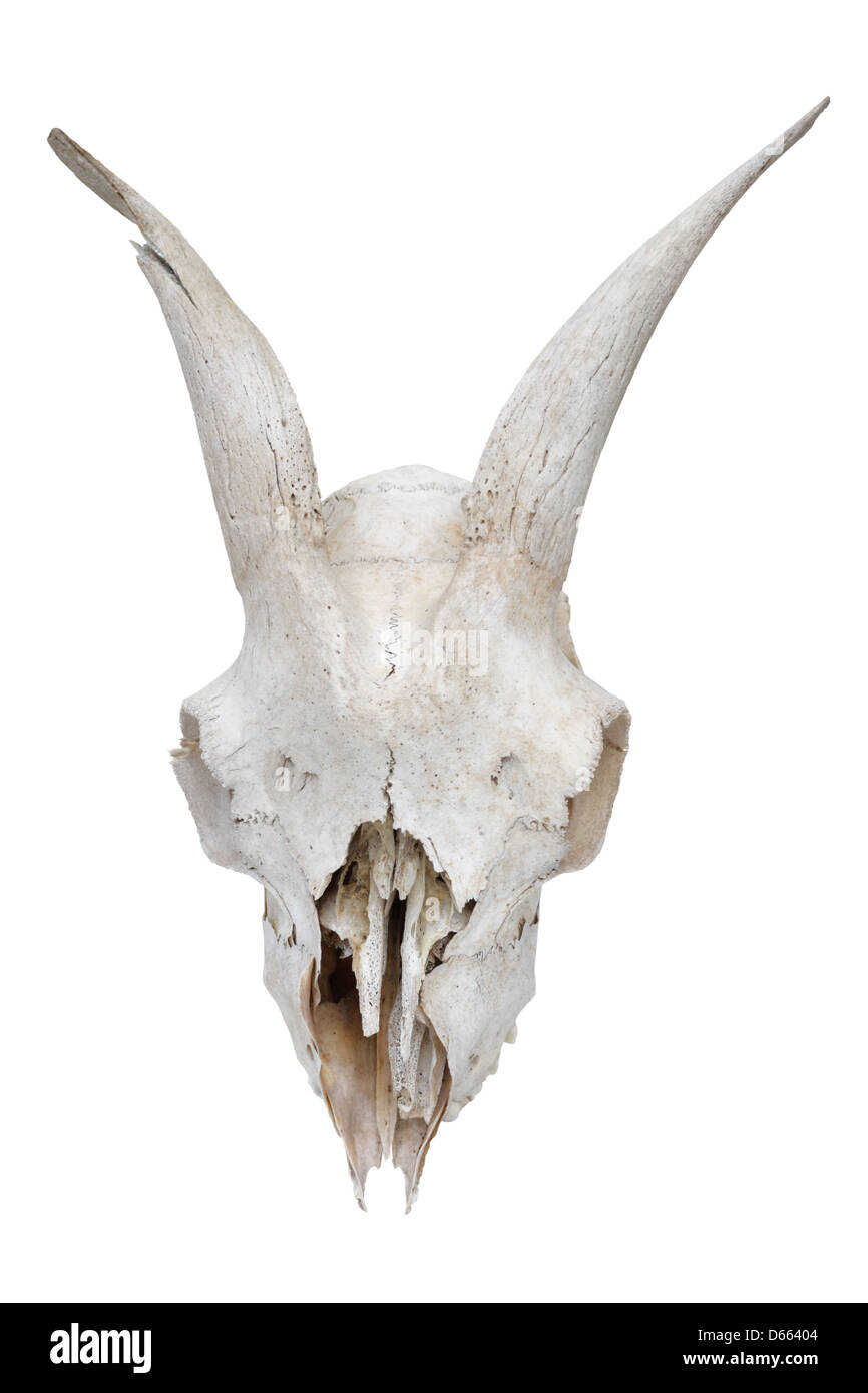 Head goat Cut Out Stock Images & Pictures - Alamy