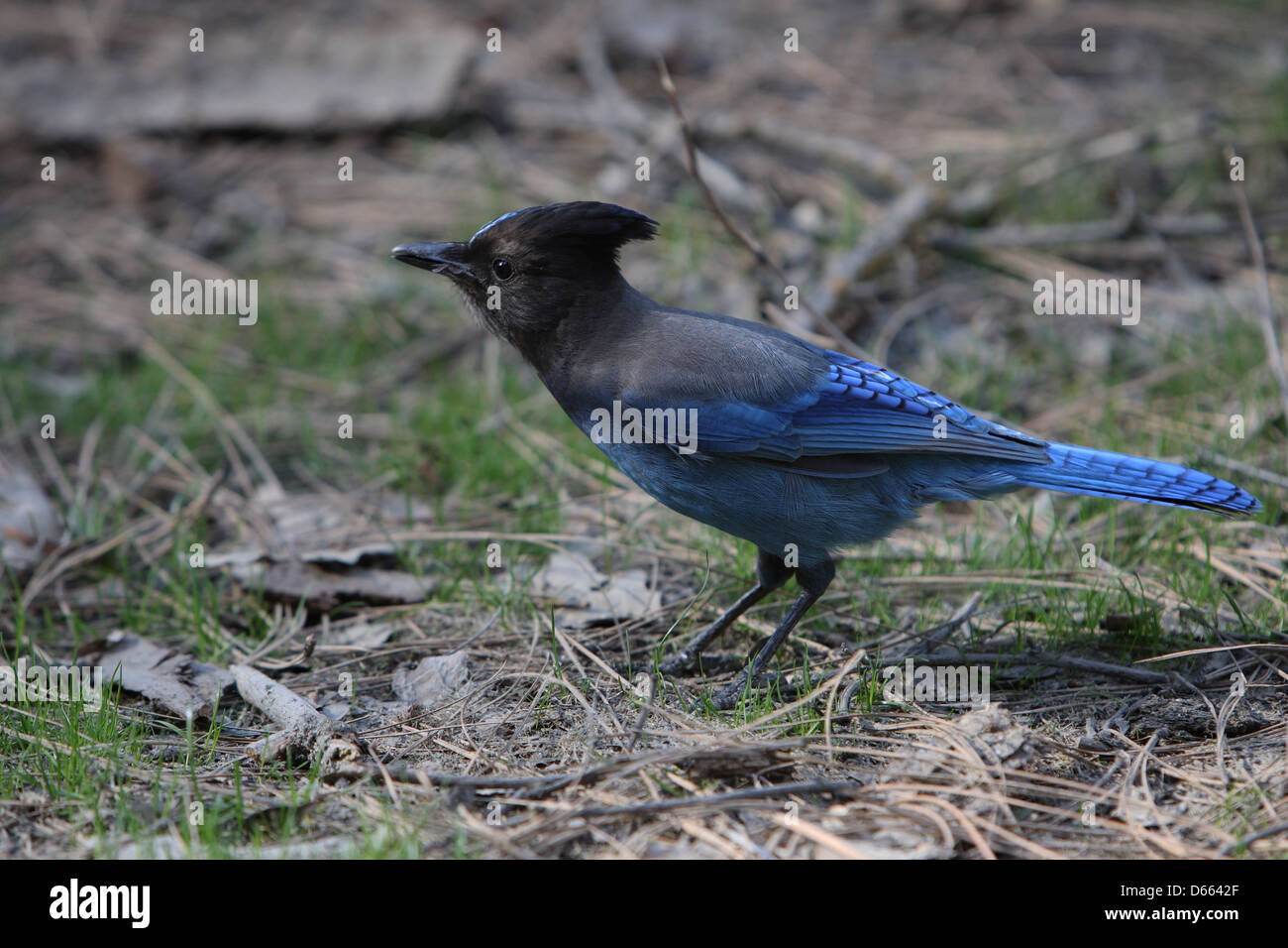 The Steller's Jay Stock Photo - Alamy