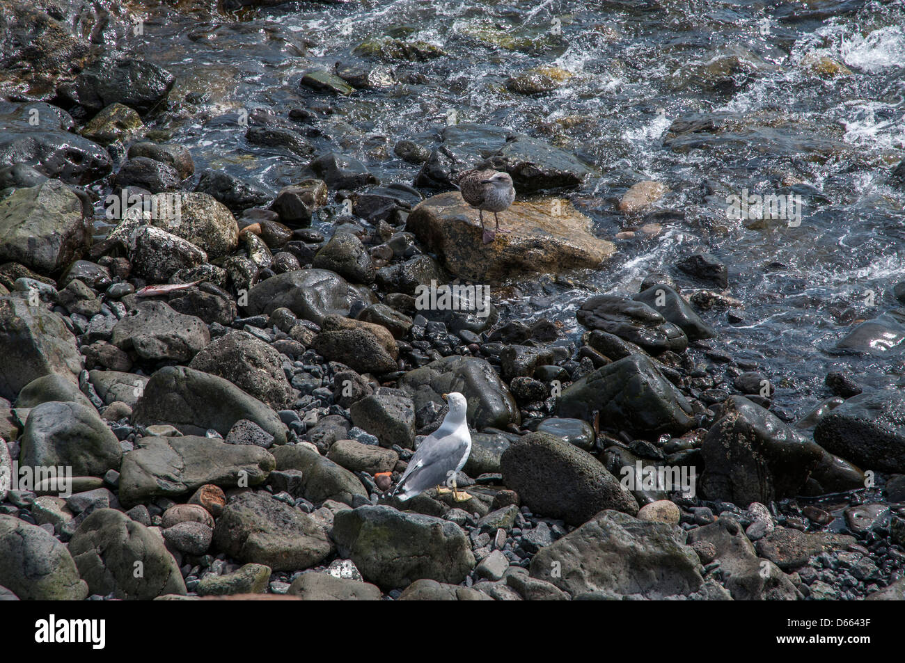 seagull with fish freshly prey Stock Photo - Alamy