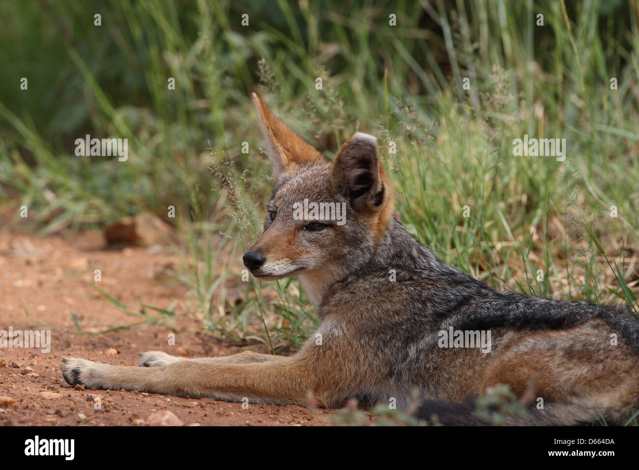 Black backed jackal teeth hi-res stock photography and images - Alamy