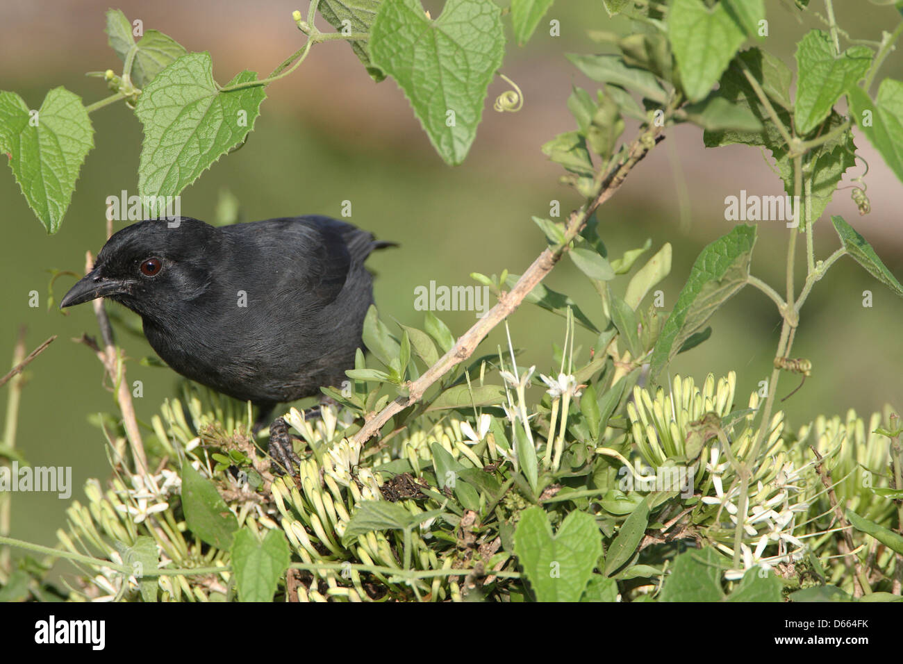 Finches little bird hi-res stock photography and images - Alamy