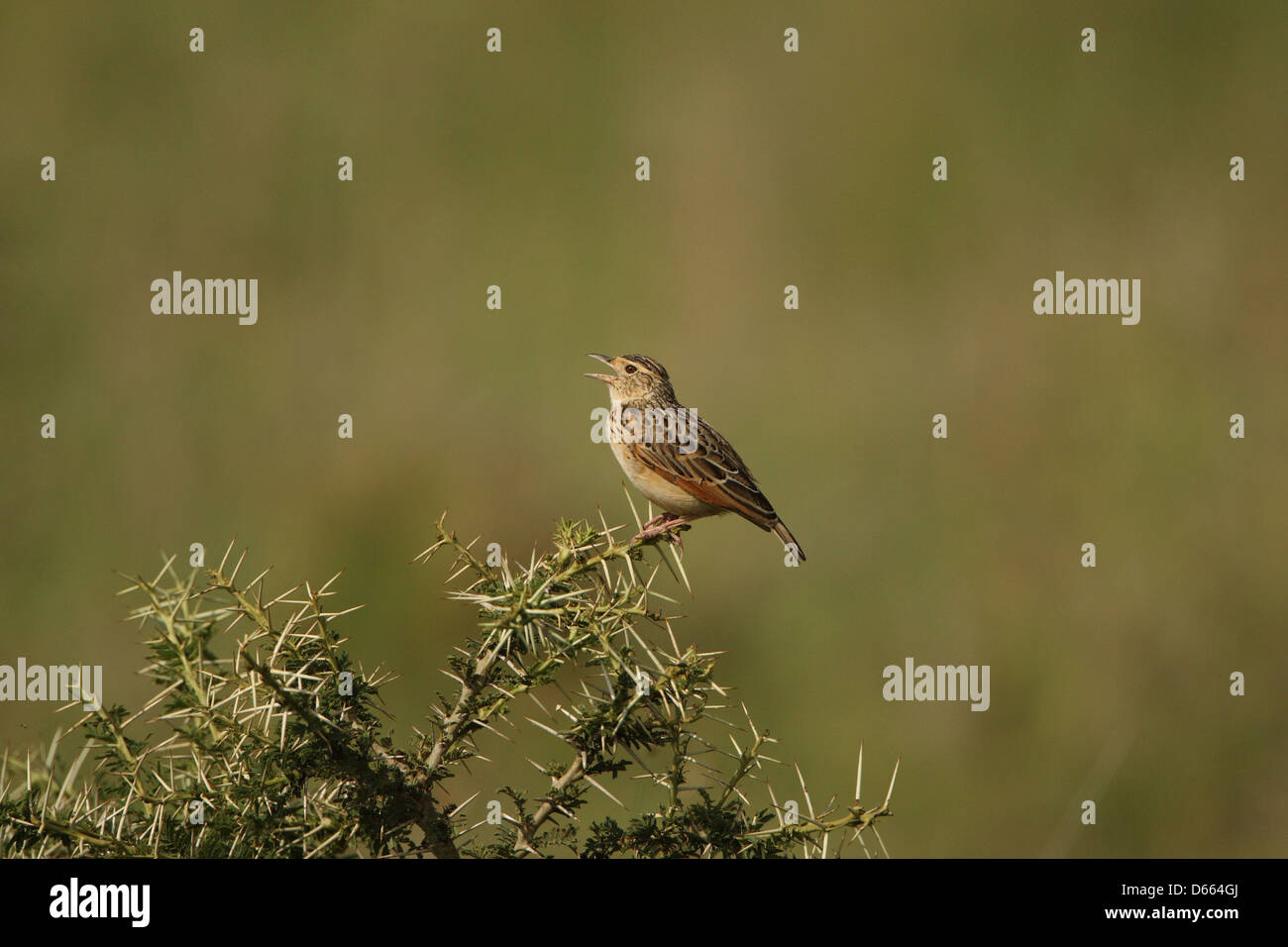 short tailed lark Stock Photo - Alamy
