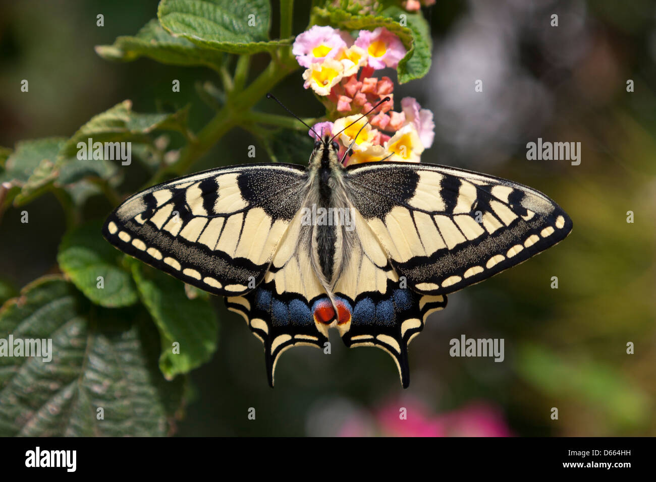 Swallowtail butterfly in Fethiye, Turkey Stock Photo - Alamy