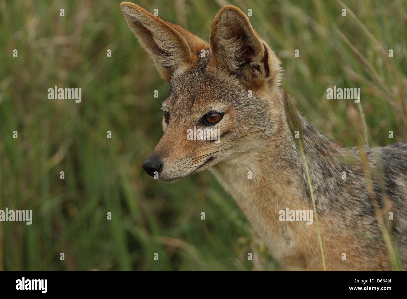 Black Backed Jackal Teeth High Resolution Stock Photography and Images ...