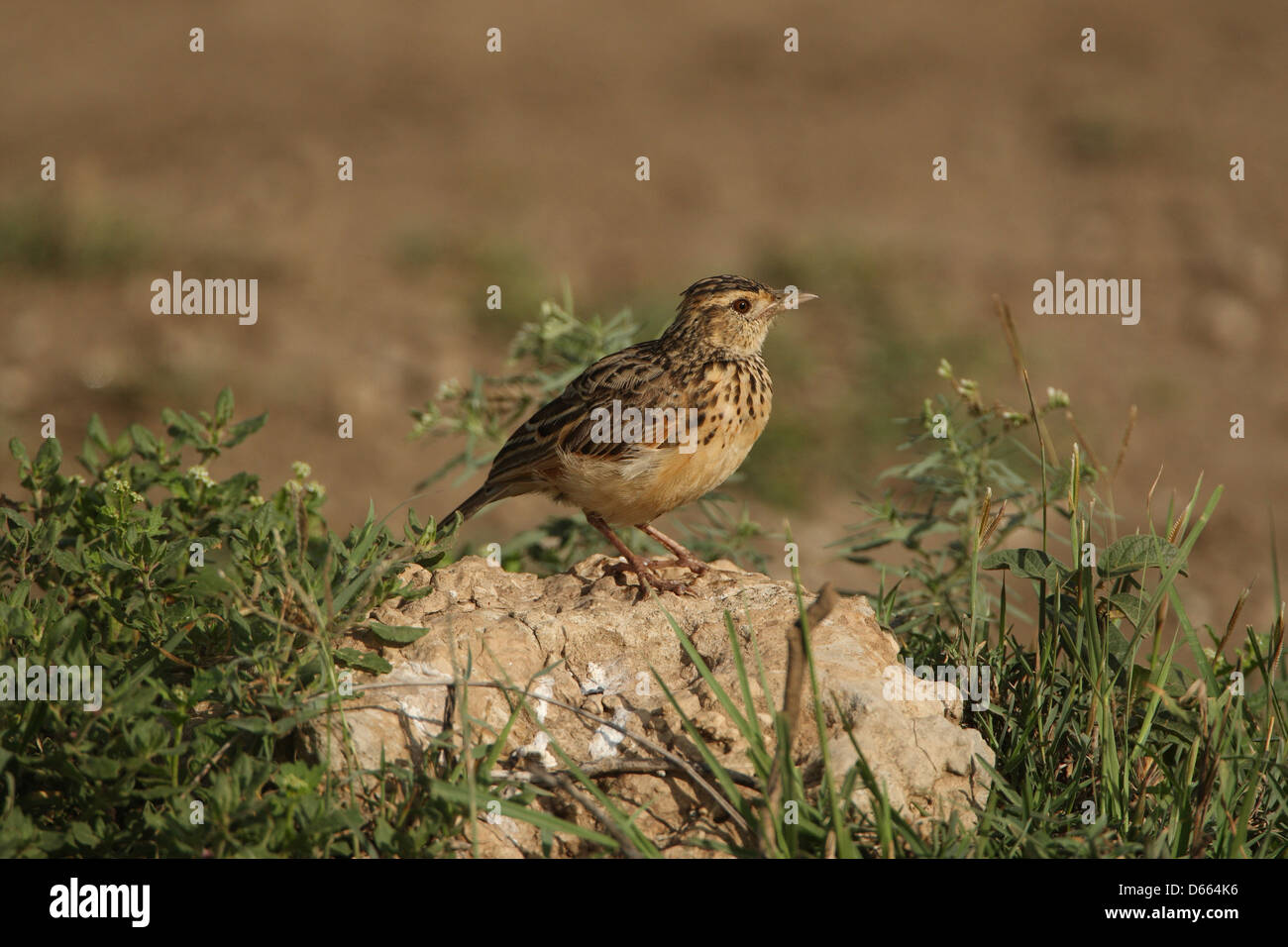 short tailed lark Stock Photo - Alamy