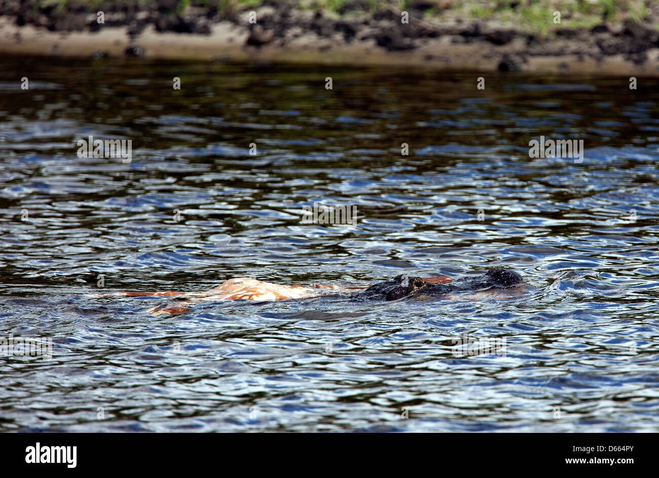 Dead alligator hi-res stock photography and images - Alamy