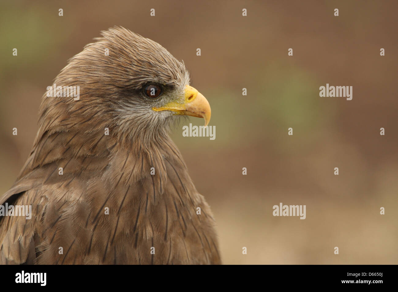 Yellowbilled kite hi-res stock photography and images - Alamy