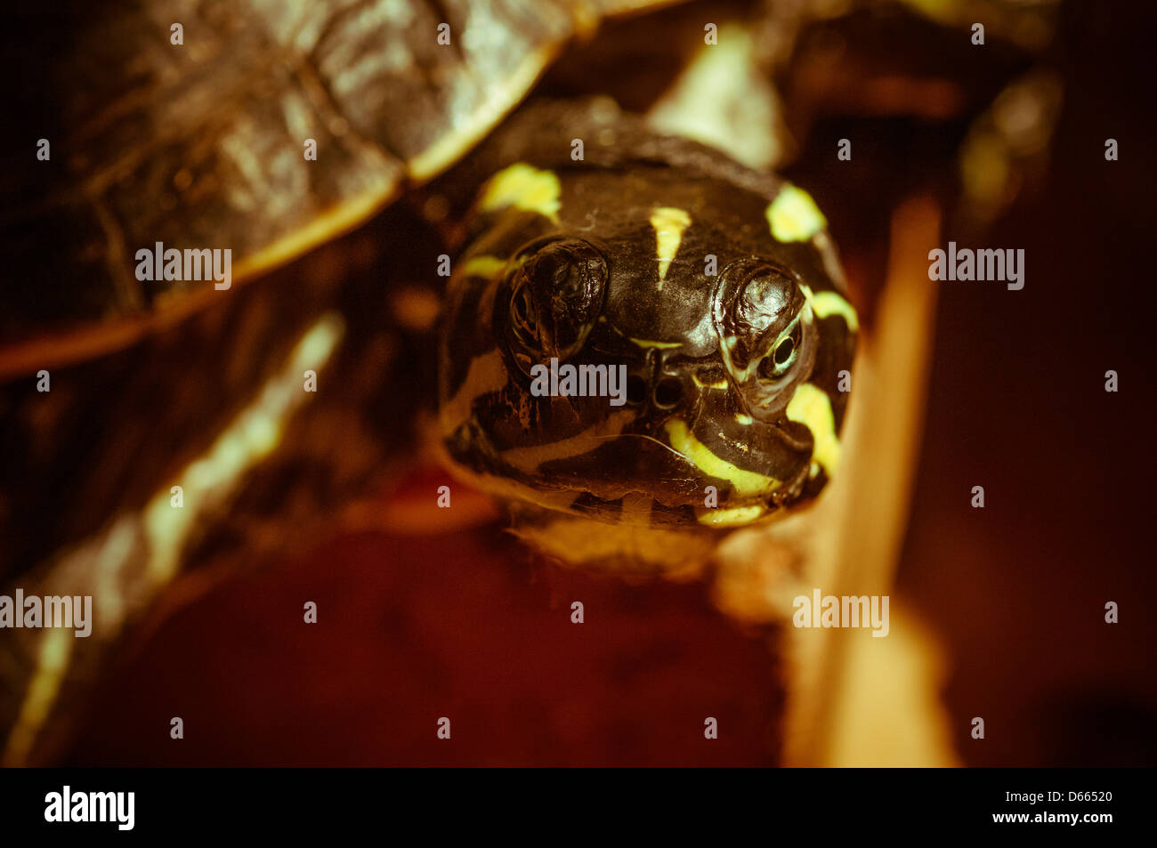 Close up of turtle Stock Photo - Alamy