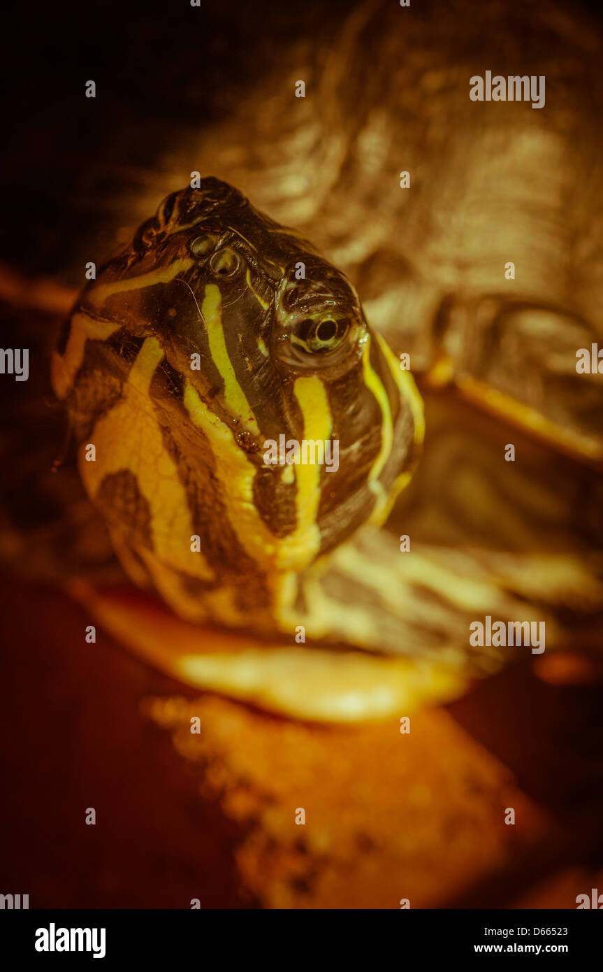 Grumpy turtle hi-res stock photography and images - Alamy