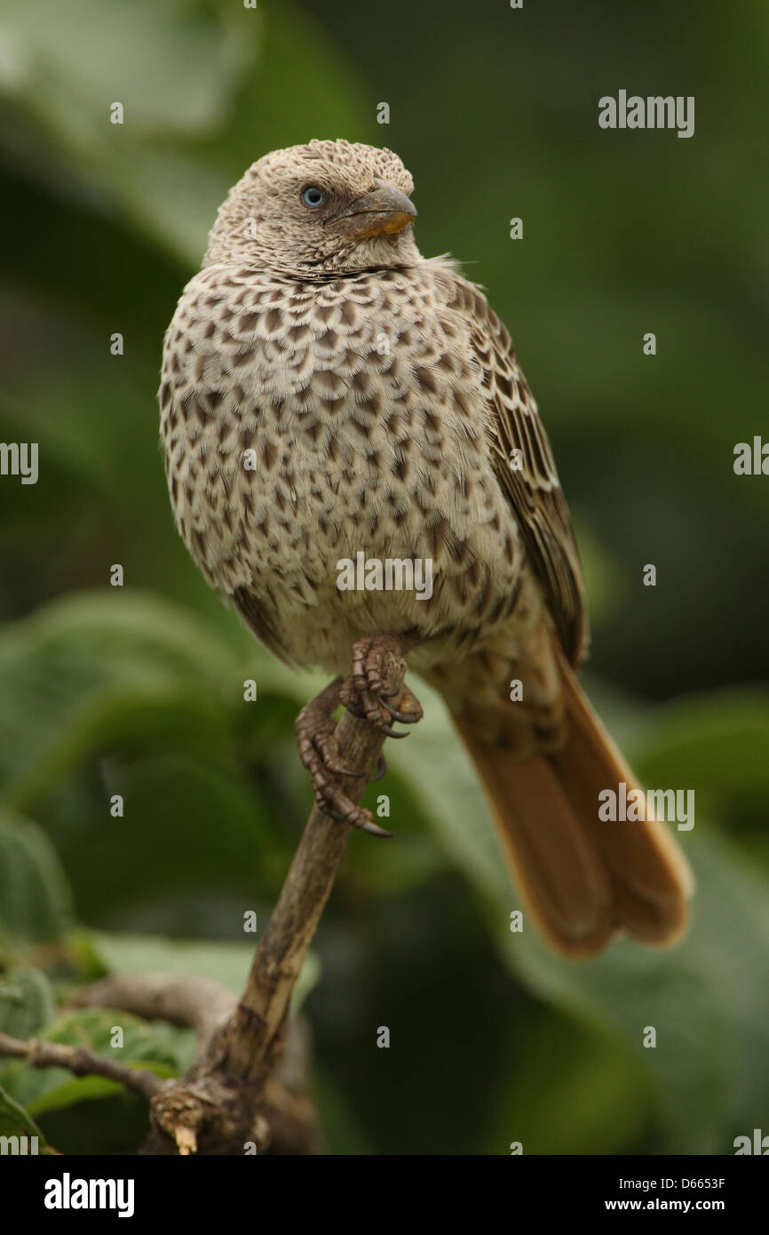 Savanna finch hi-res stock photography and images - Alamy