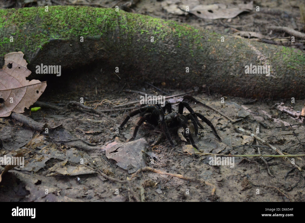 Amazon rainforest tarantula hi-res stock photography and images - Alamy