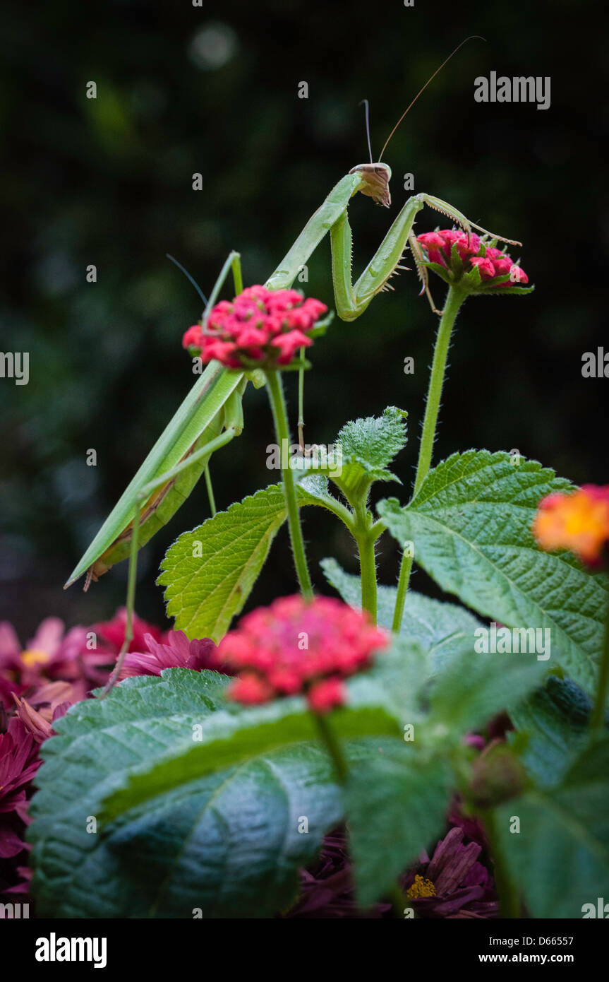 Green praying mantis in garden Stock Photo - Alamy