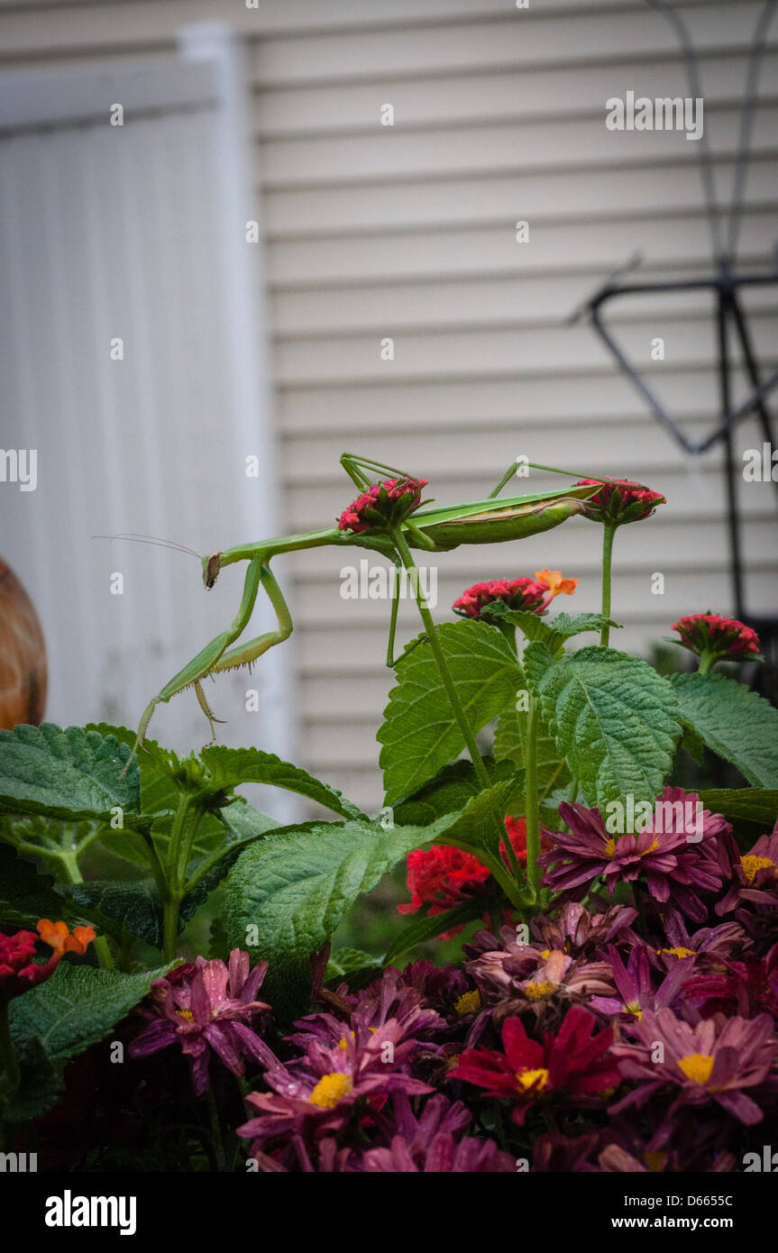 Green praying mantis in garden Stock Photo - Alamy