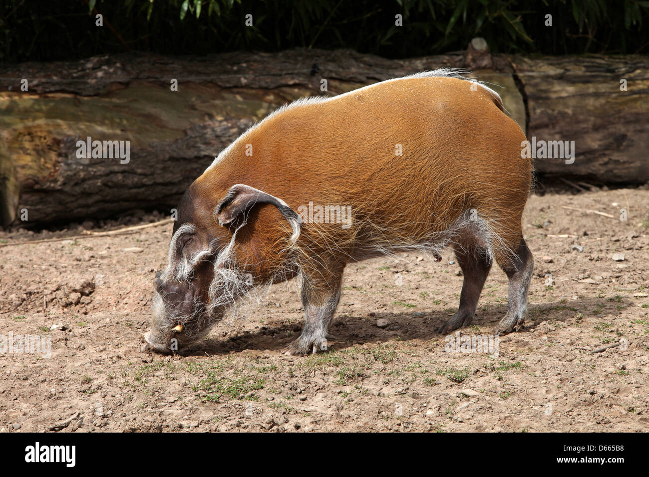 red river hogs Stock Photo - Alamy
