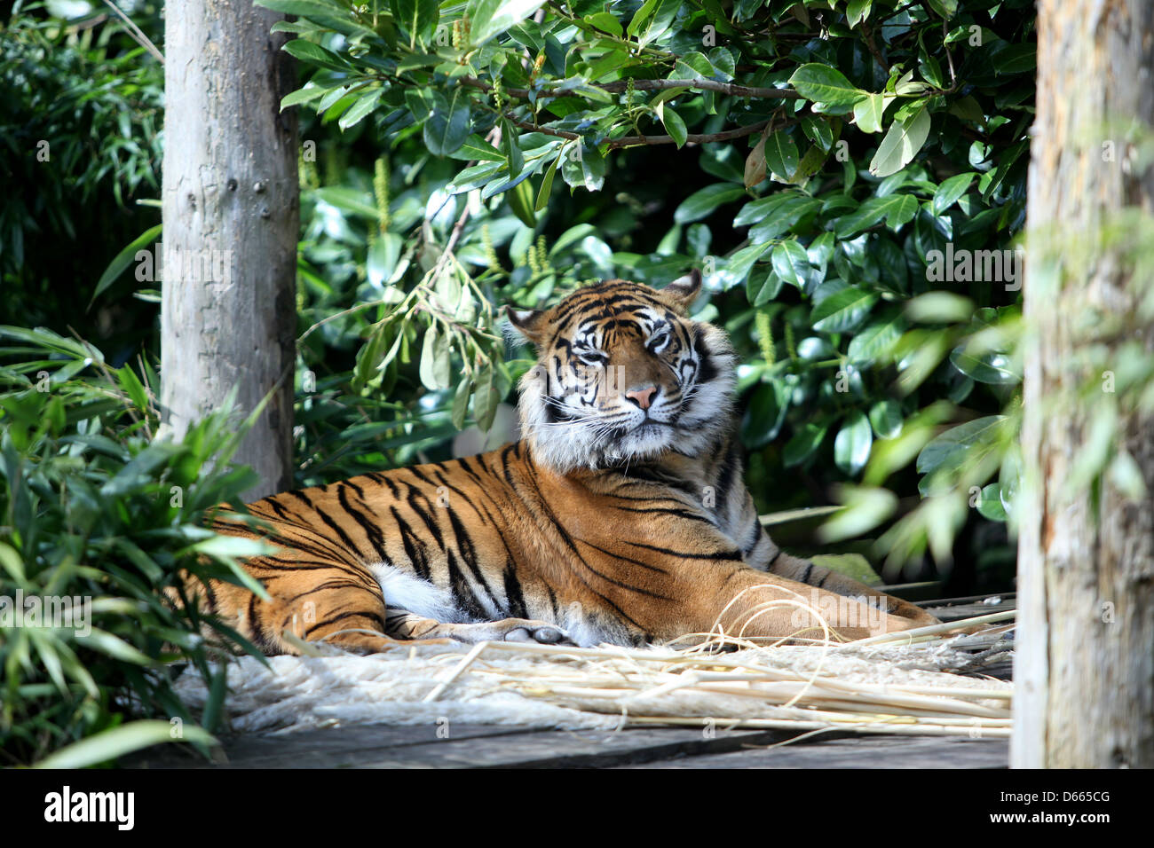 African tiger cat hi-res stock photography and images - Alamy