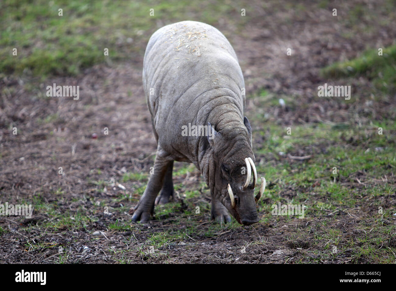 Warty pig hi-res stock photography and images - Alamy