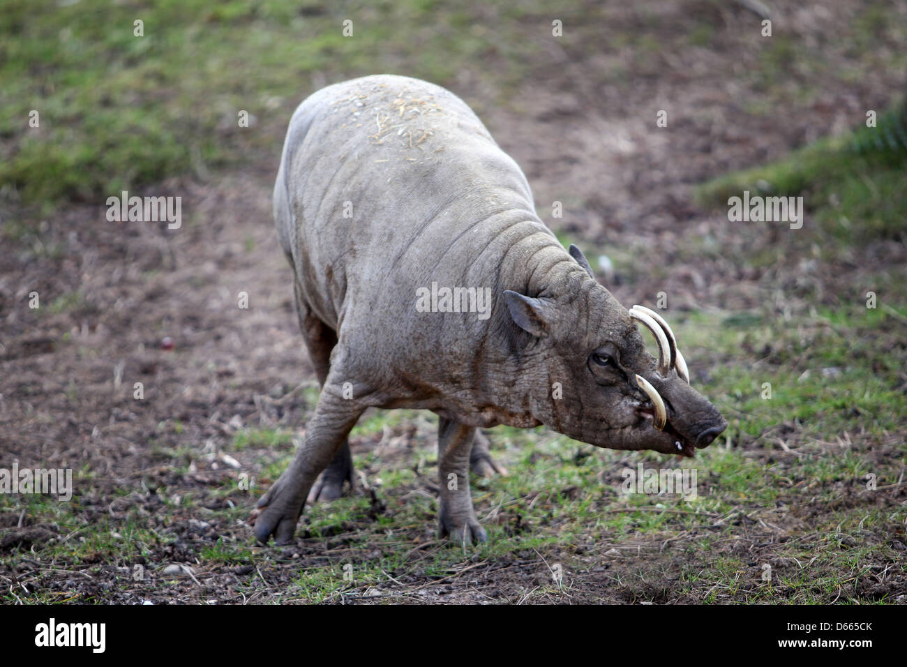Warty pig hi-res stock photography and images - Alamy
