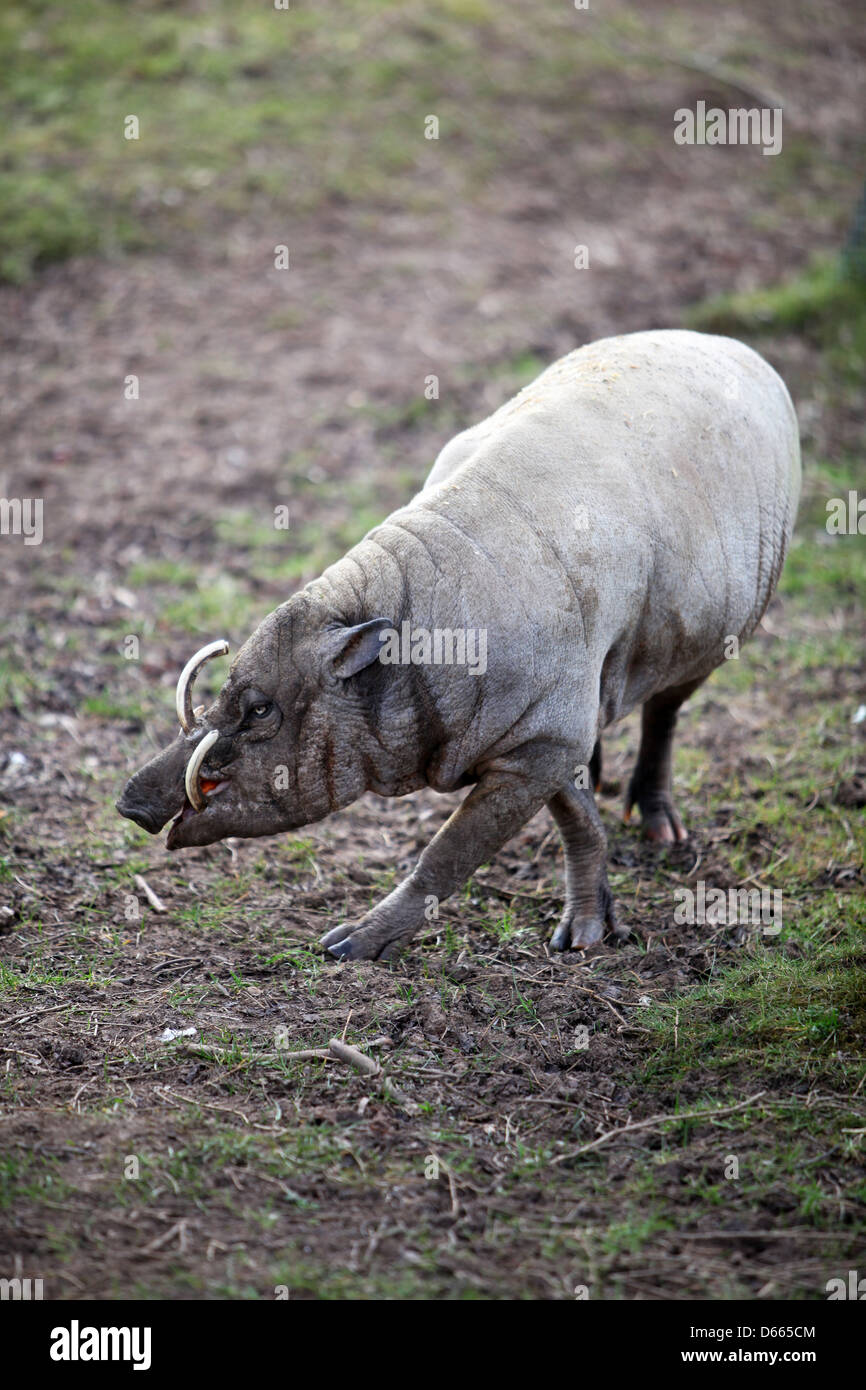 Warty pig hi-res stock photography and images - Alamy