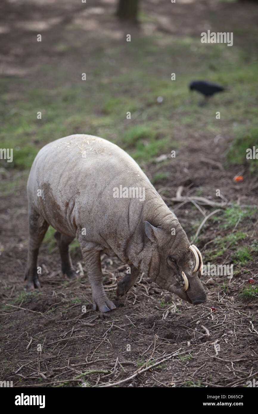 Warty pig hi-res stock photography and images - Alamy