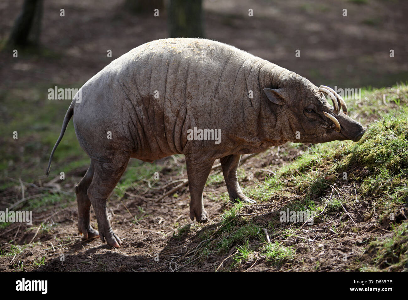 Warty pig hi-res stock photography and images - Alamy