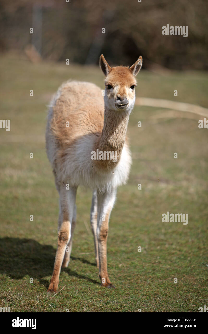 Vicuna hi-res stock photography and images - Alamy