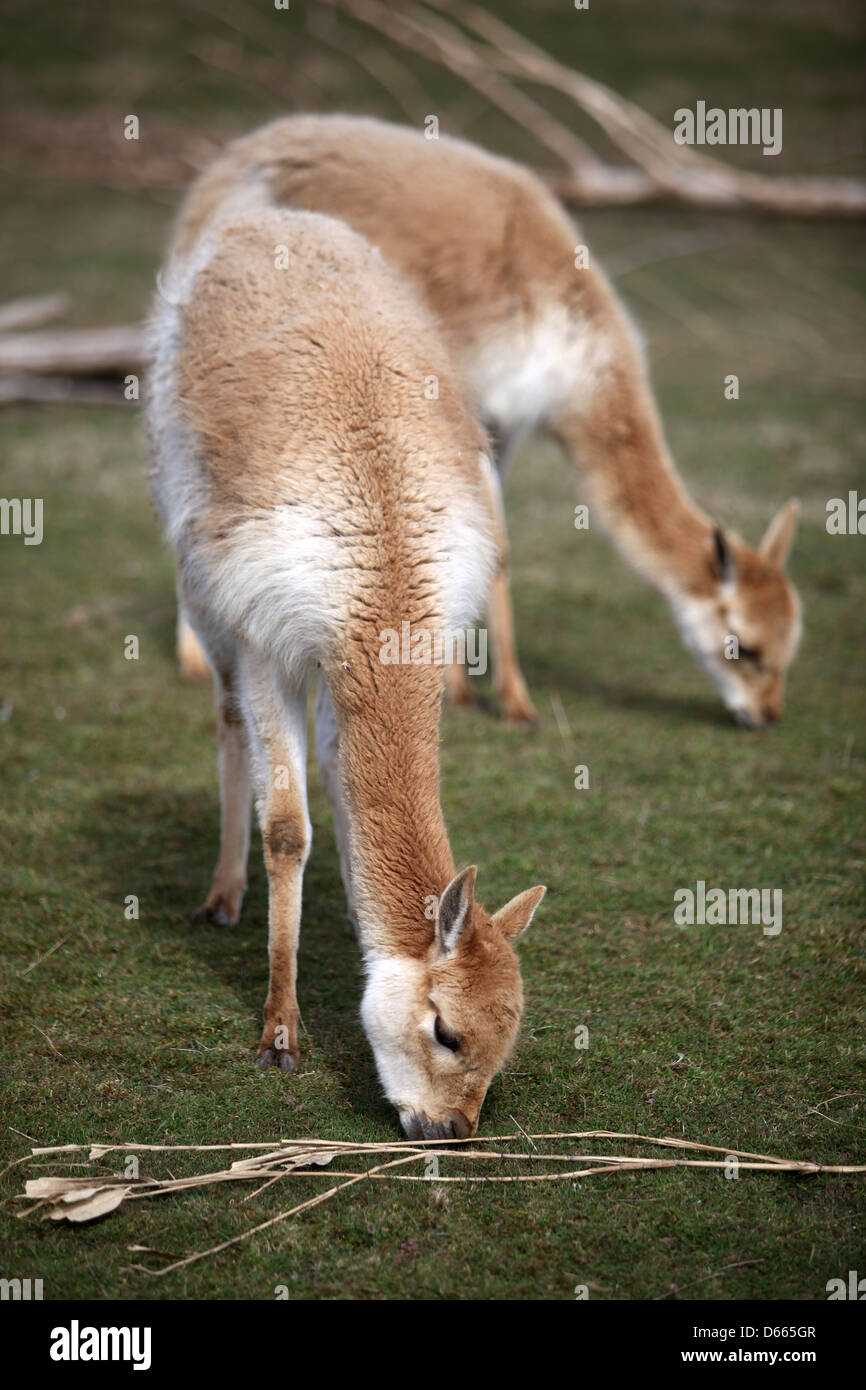 Vicuna pacos hi-res stock photography and images - Alamy