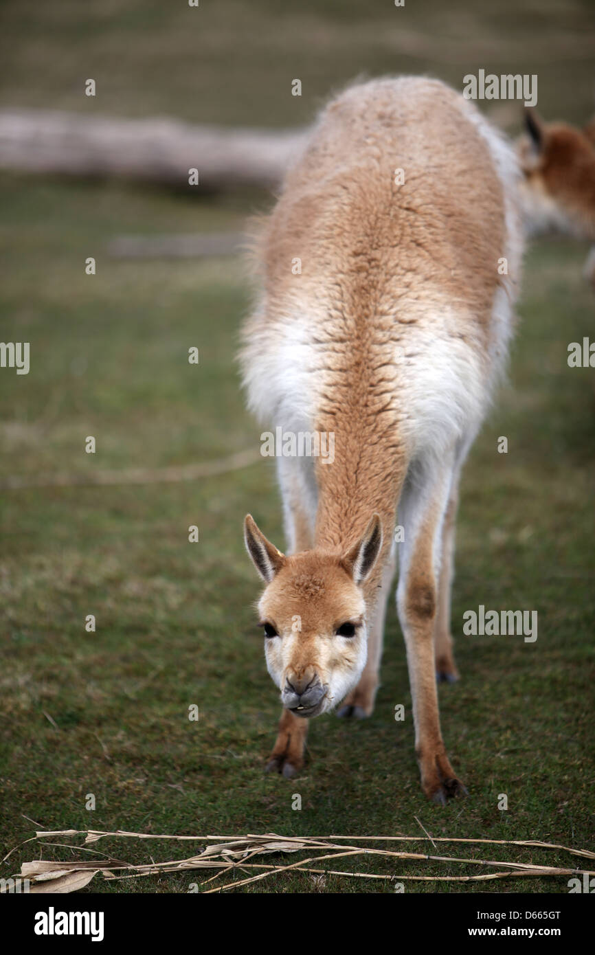 Vicuna portrait hi-res stock photography and images - Alamy