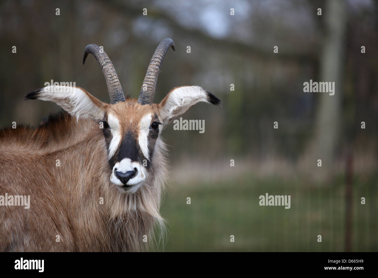 Roan antelope hippotragus equinus male hi-res stock photography and ...