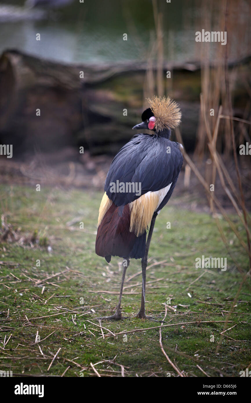 Crested crane is the national symbol of uganda hi-res stock photography ...