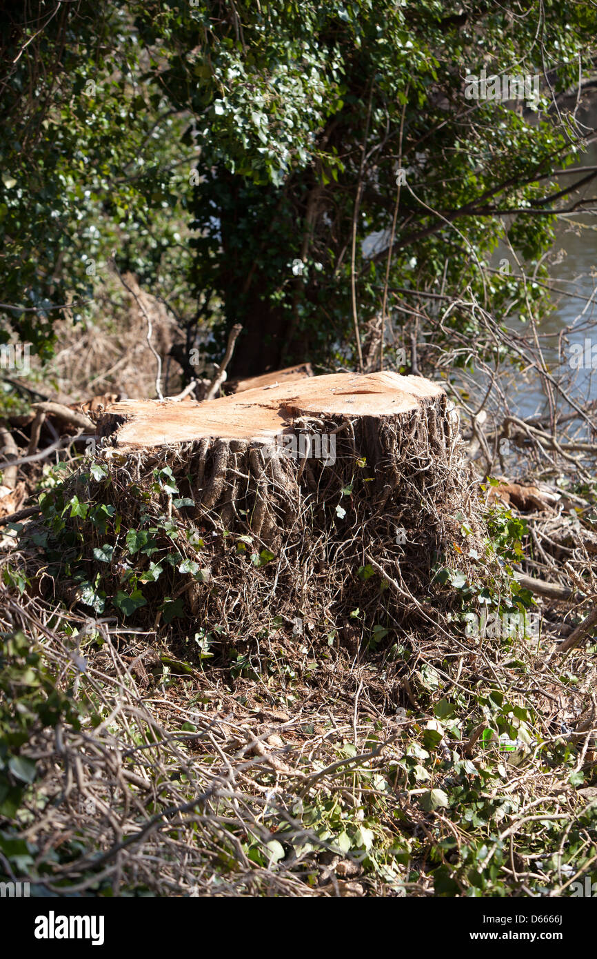 Newly cut tree stump hi-res stock photography and images - Alamy
