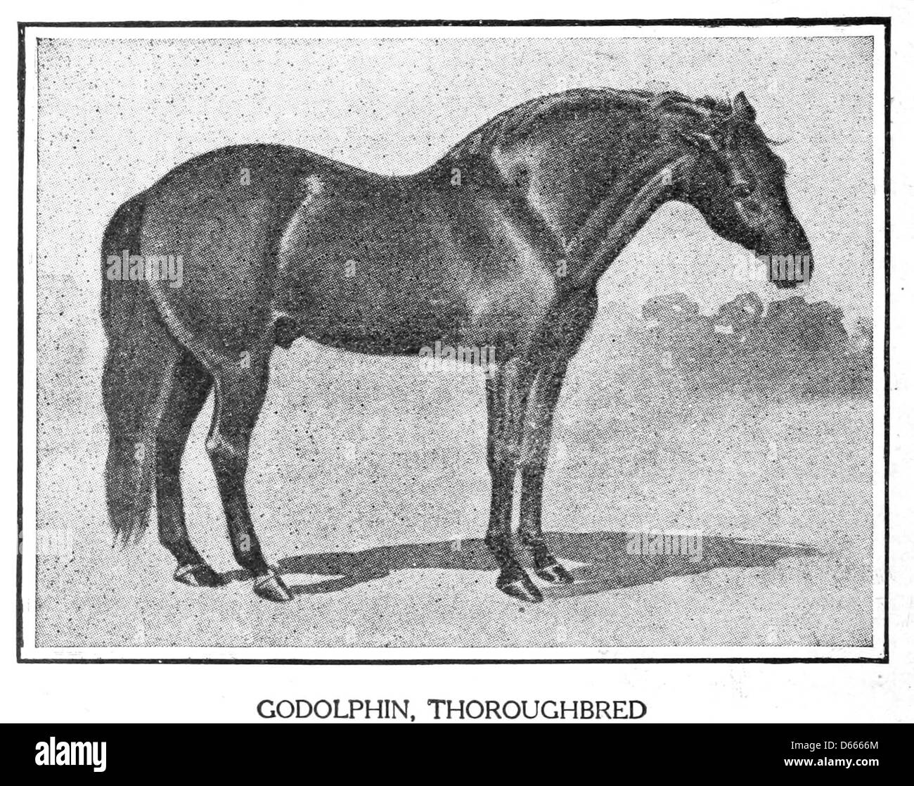 A 1906 illustration showcasing the development of the modern horse ...