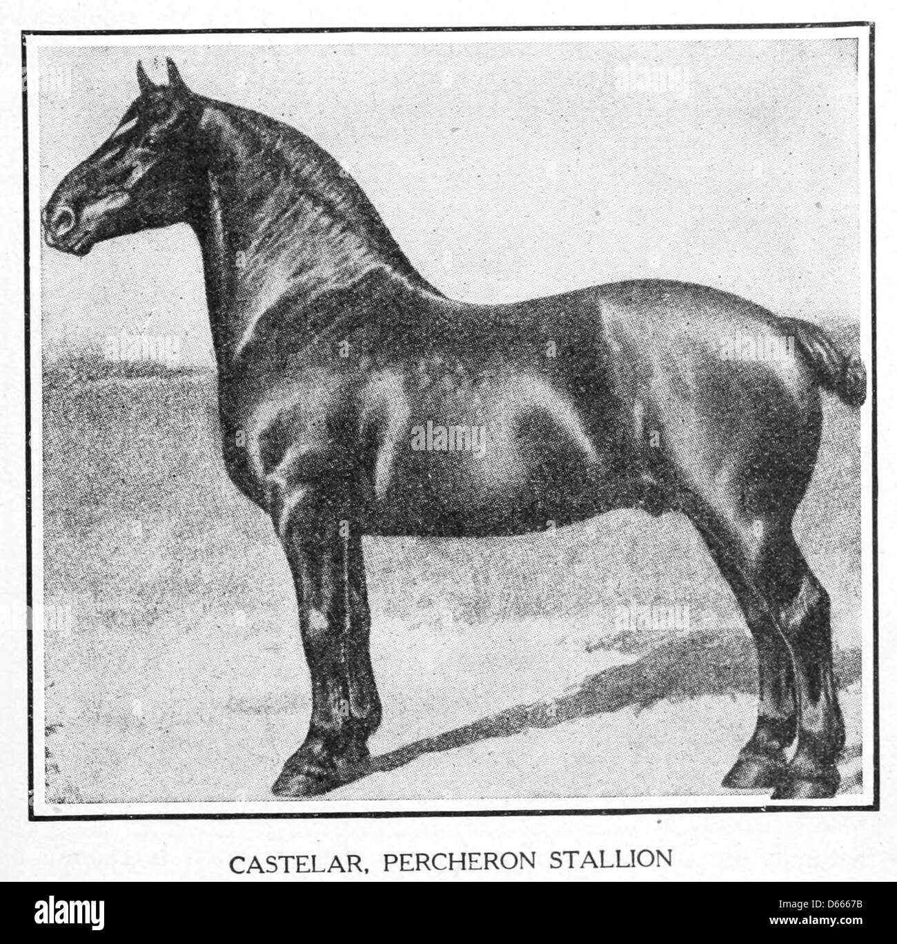 A 1906 illustration showing the development of the modern horse ...