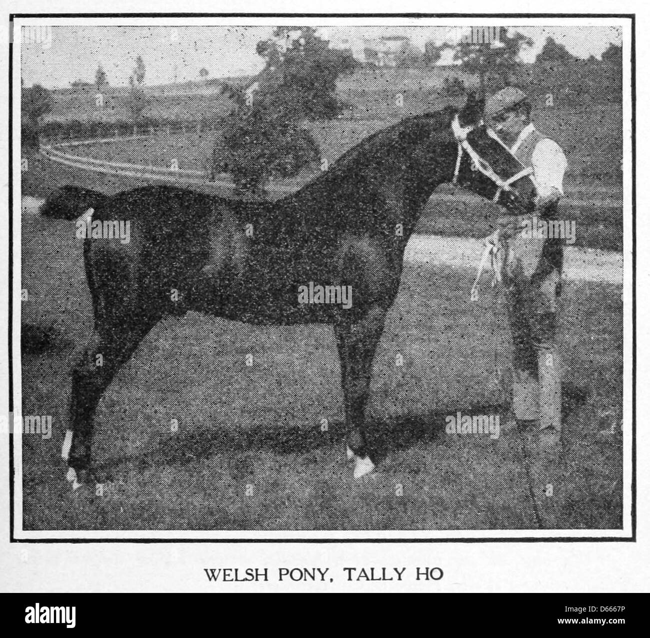 Evolution of the horse hi-res stock photography and images - Alamy