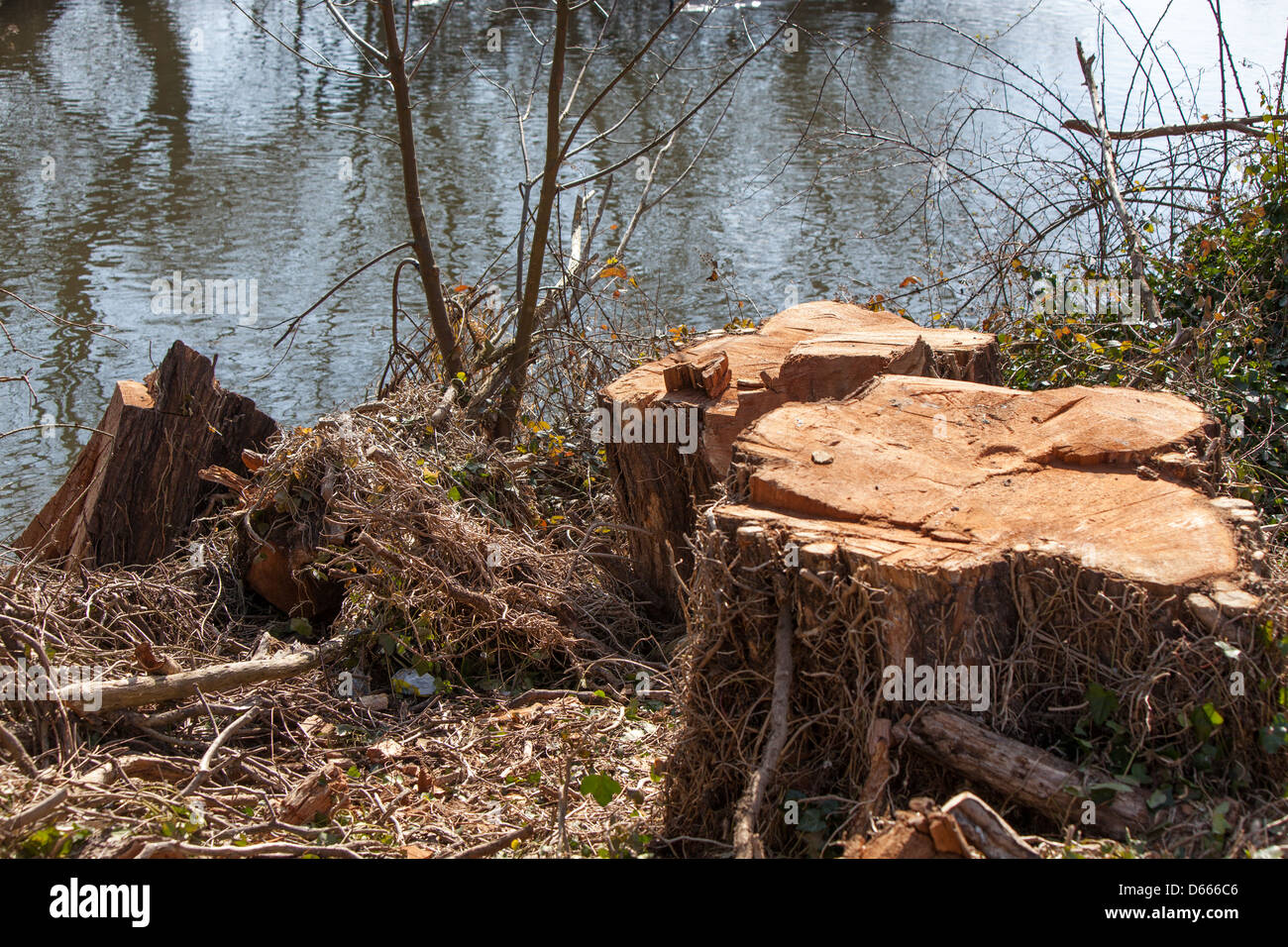 Newly cut tree stump hi-res stock photography and images - Alamy