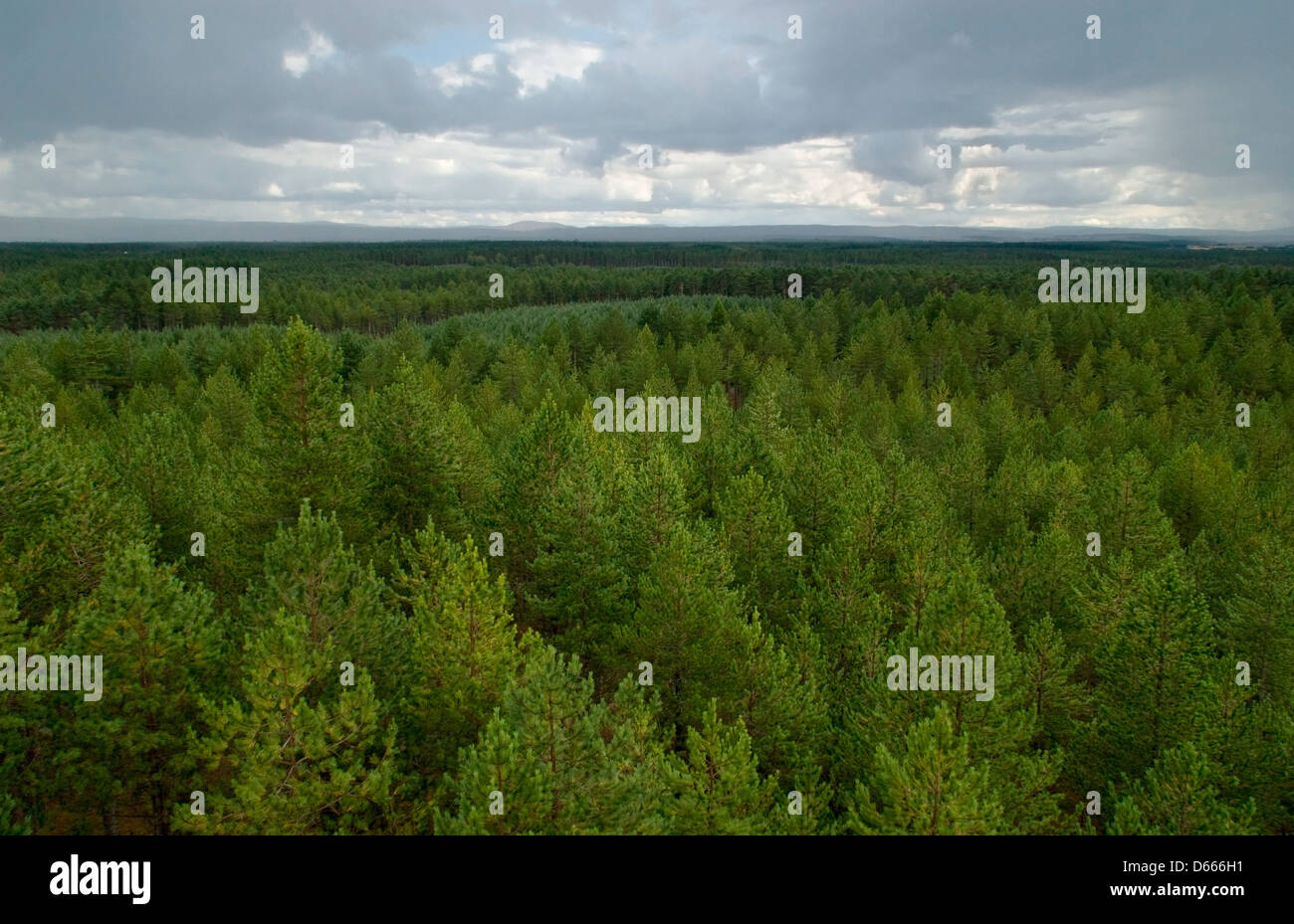 Culbin forest, view from hill 99 tower, moray shire, scotland Stock ...