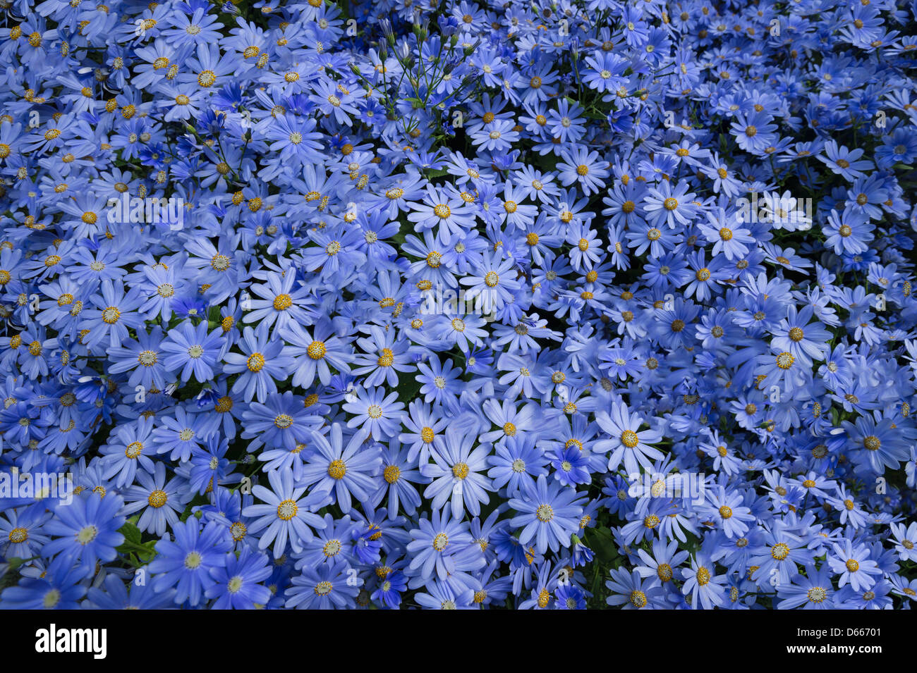Blue Daisy Flower Images