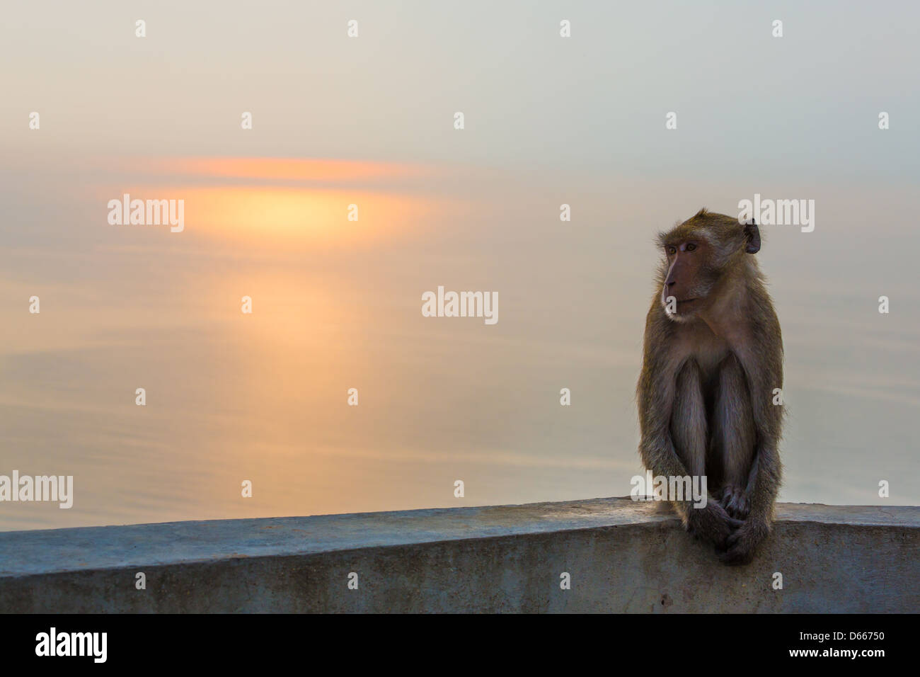Lonely monkey in city Stock Photo - Alamy
