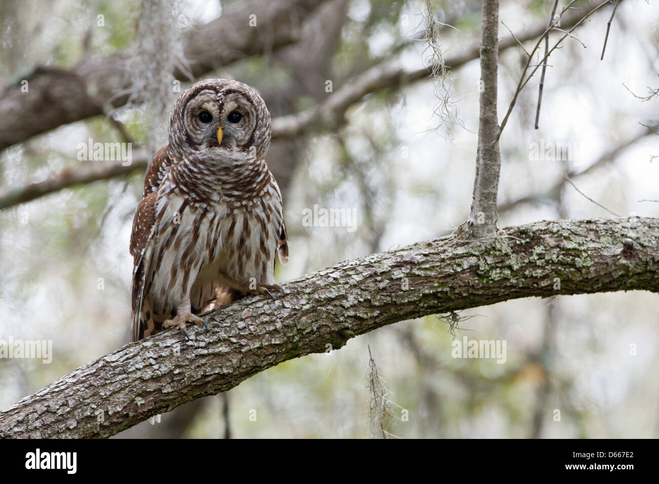Owl owls hi-res stock photography and images - Alamy